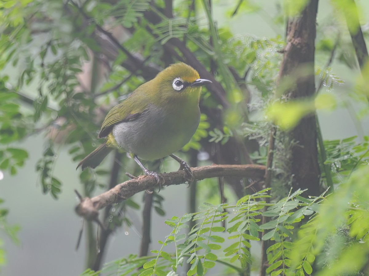 Kafa White-eye - Zosterops kaffensis - Birds of the World