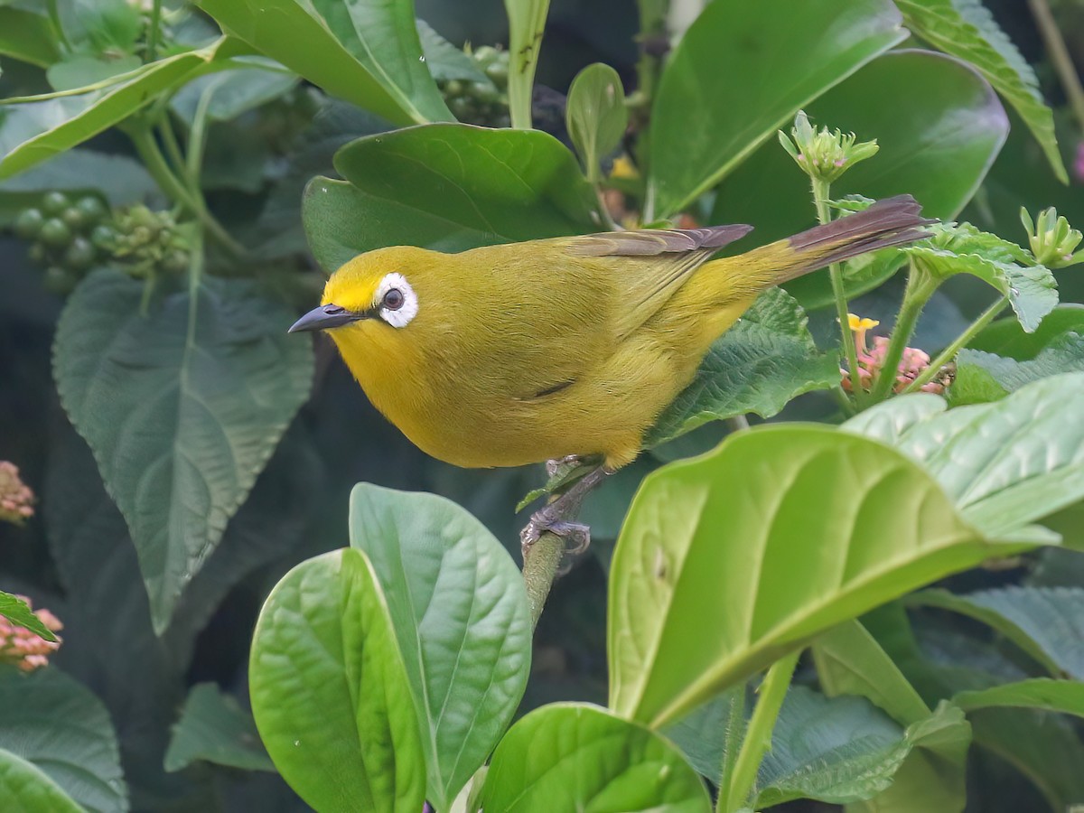 Northern Yellow White-eye - Zosterops senegalensis - Birds of the World