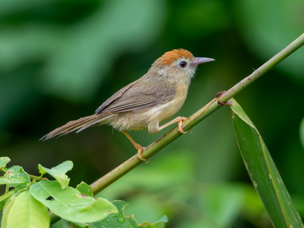 Rufous-fronted Babbler - Cyanoderma rufifrons - Birds of the World