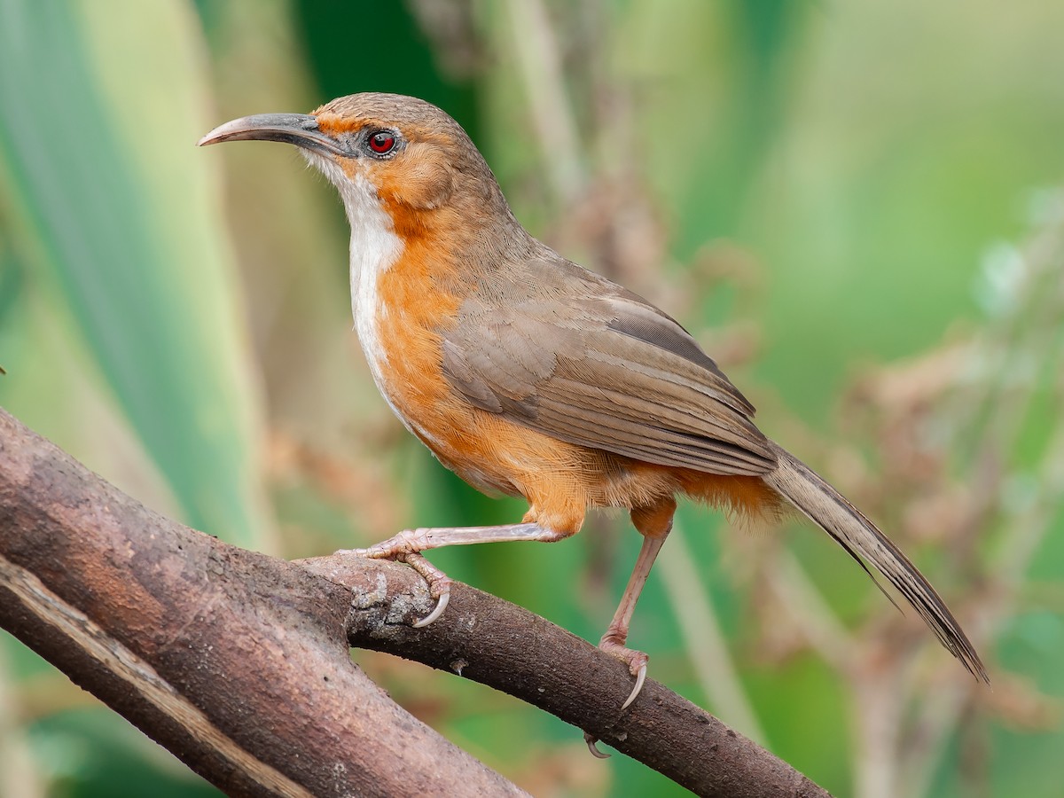 Red-eyed Scimitar-Babbler - Erythrogenys imberbis - Birds of the World