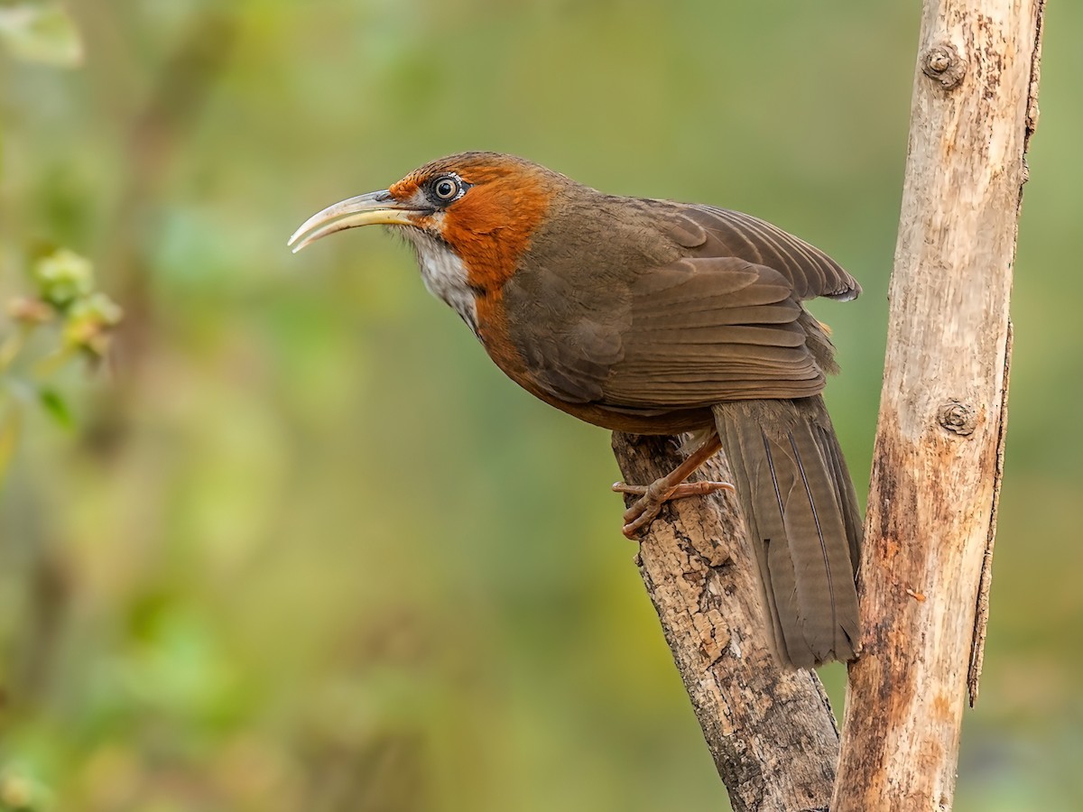 Rusty-cheeked Scimitar-Babbler - Erythrogenys erythrogenys - Birds of ...