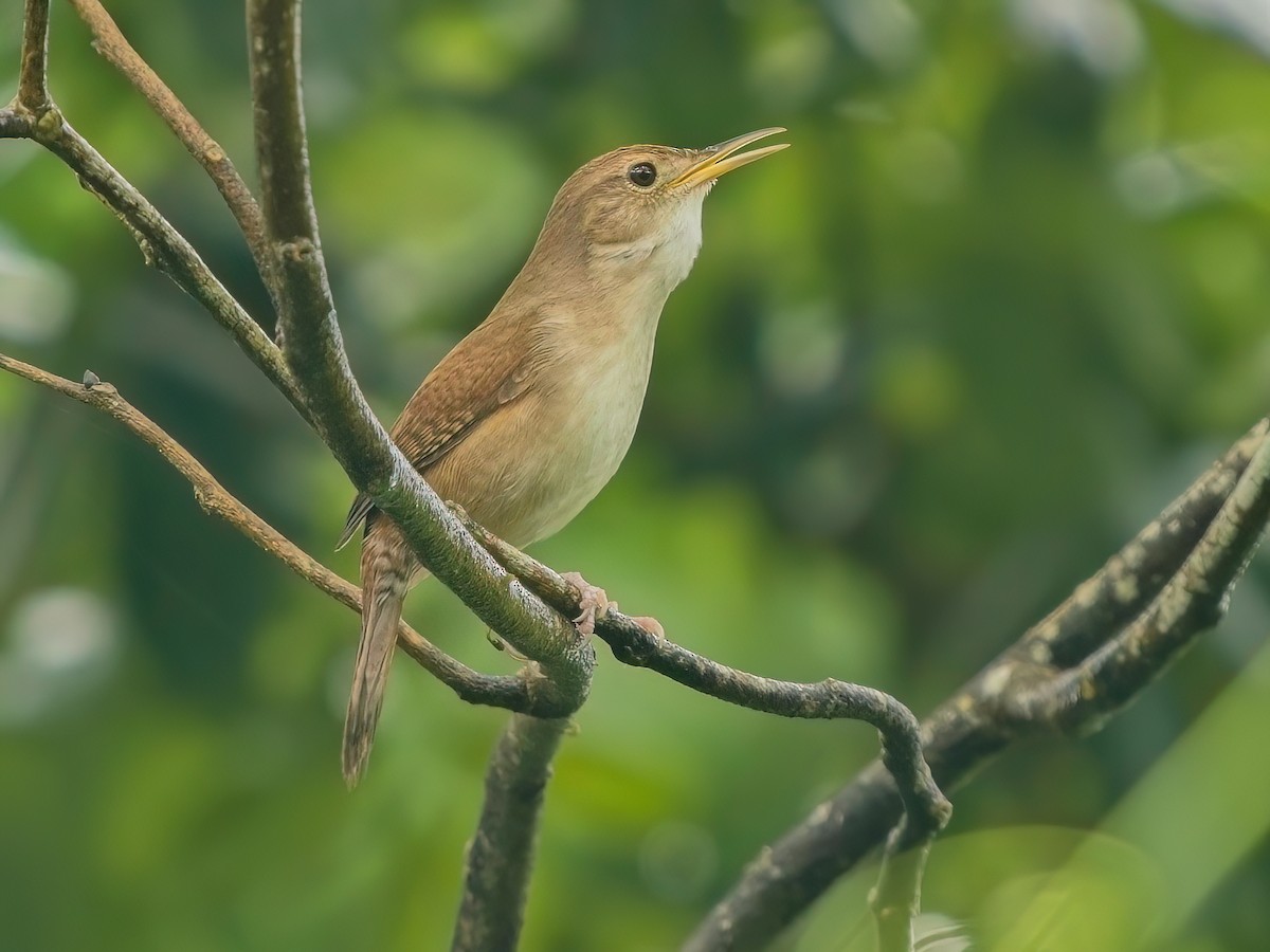 Cozumel Wren - Troglodytes beani - Birds of the World