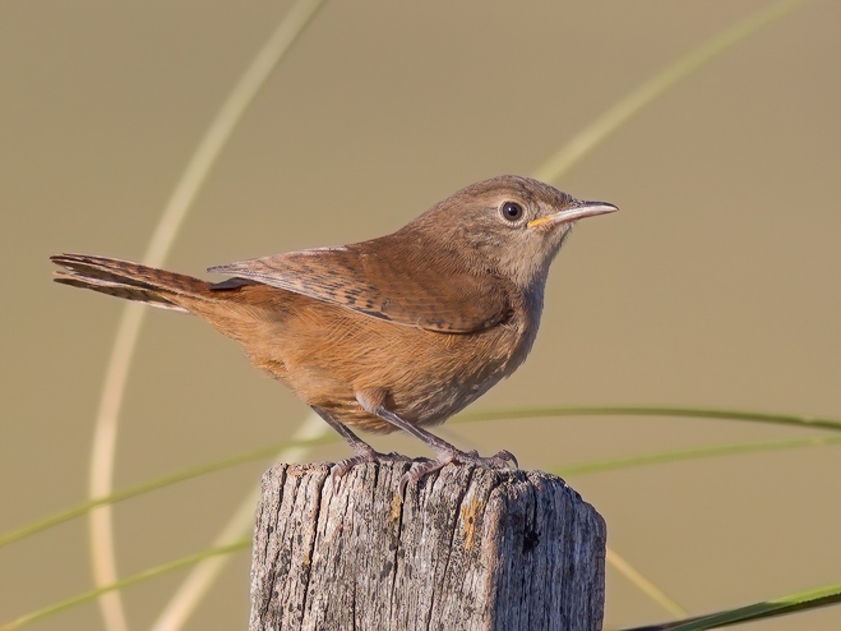 Southern House Wren - Troglodytes musculus - Birds of the World