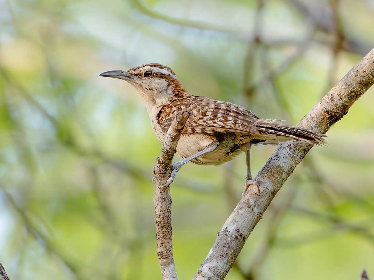 Russet-naped Wren - Campylorhynchus humilis - Birds of the World