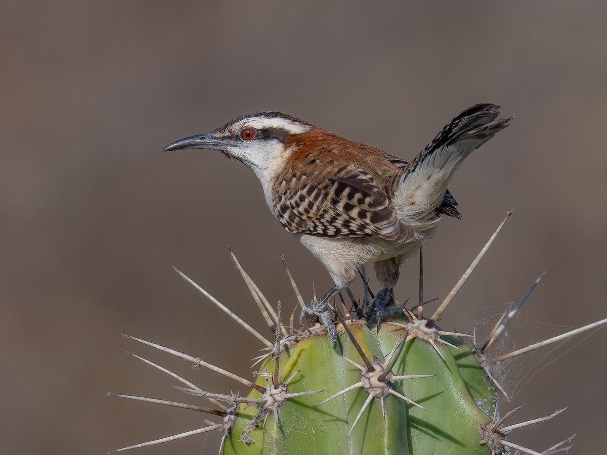 Rufous-backed Wren - Campylorhynchus capistratus - Birds of the World