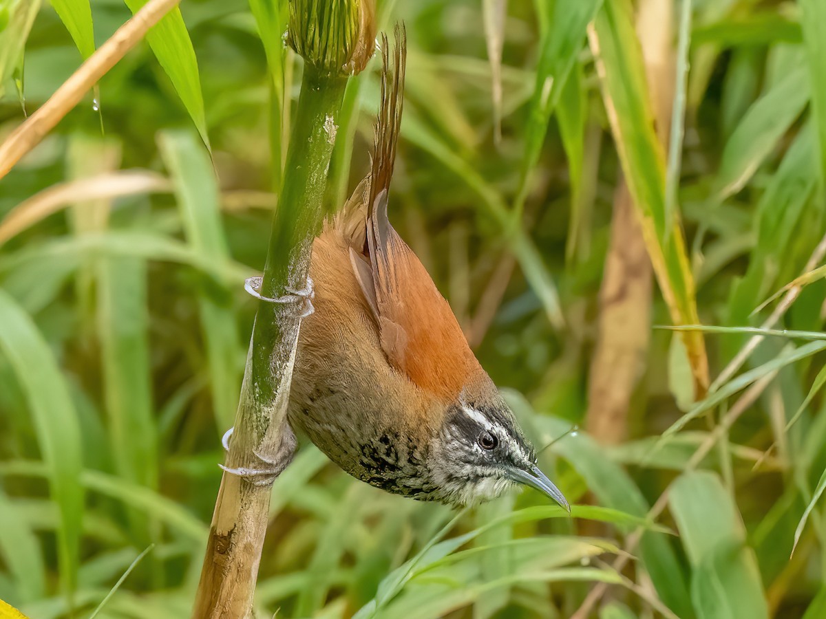Plain-tailed Wren - Pheugopedius euophrys - Birds of the World