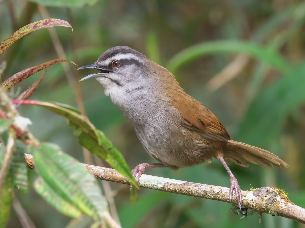 Gray-browed Wren - Pheugopedius schulenbergi - Birds of the World