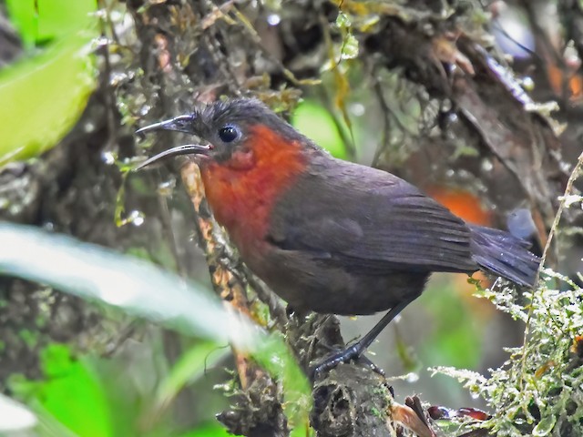Photos - Northern Chestnut-breasted Wren - Cyphorhinus dichrous - Birds ...