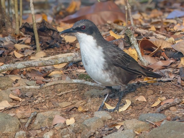 Photos - Martinique Thrasher - Ramphocinclus brachyurus - Birds of the ...