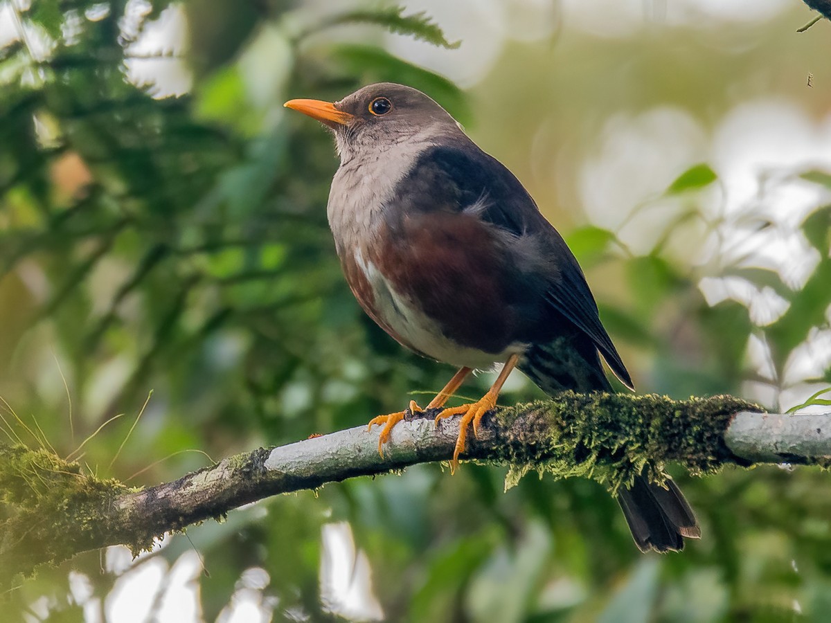 Mindoro Island-Thrush - Turdus mindorensis - Birds of the World