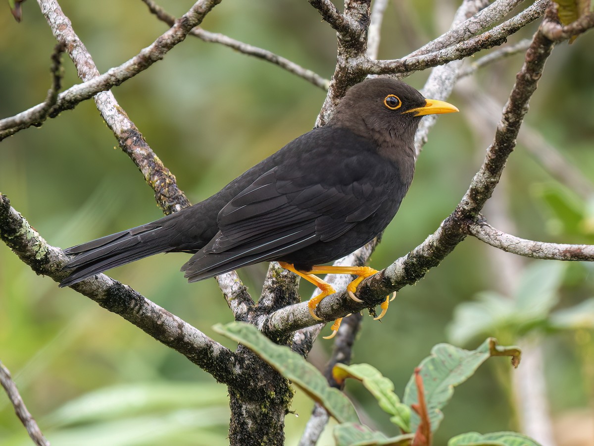 Luzon Island-Thrush - Turdus thomassoni - Birds of the World