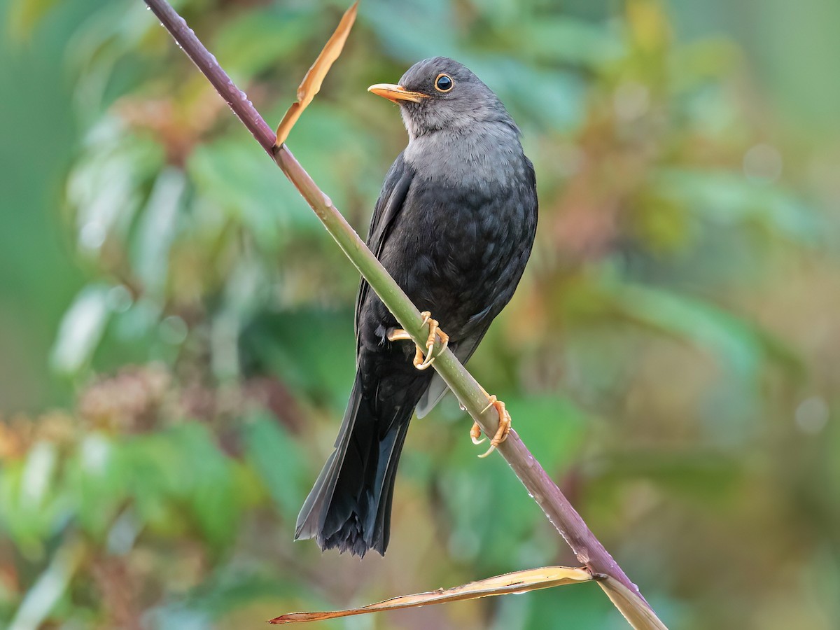 Mindanao Island-Thrush - Turdus nigrorum - Birds of the World