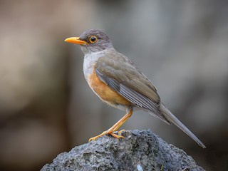 Christmas Island-Thrush - Turdus erythropleurus - Birds of the World