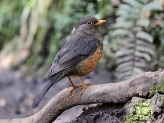 Sundaic Island-Thrush - Turdus javanicus - Birds of the World