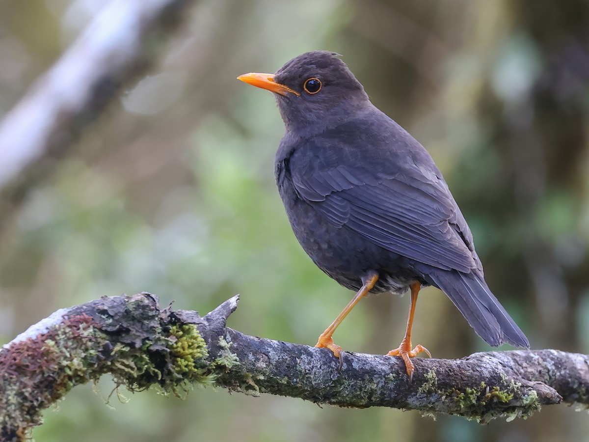 Papuan Island-Thrush - Turdus papuensis - Birds of the World