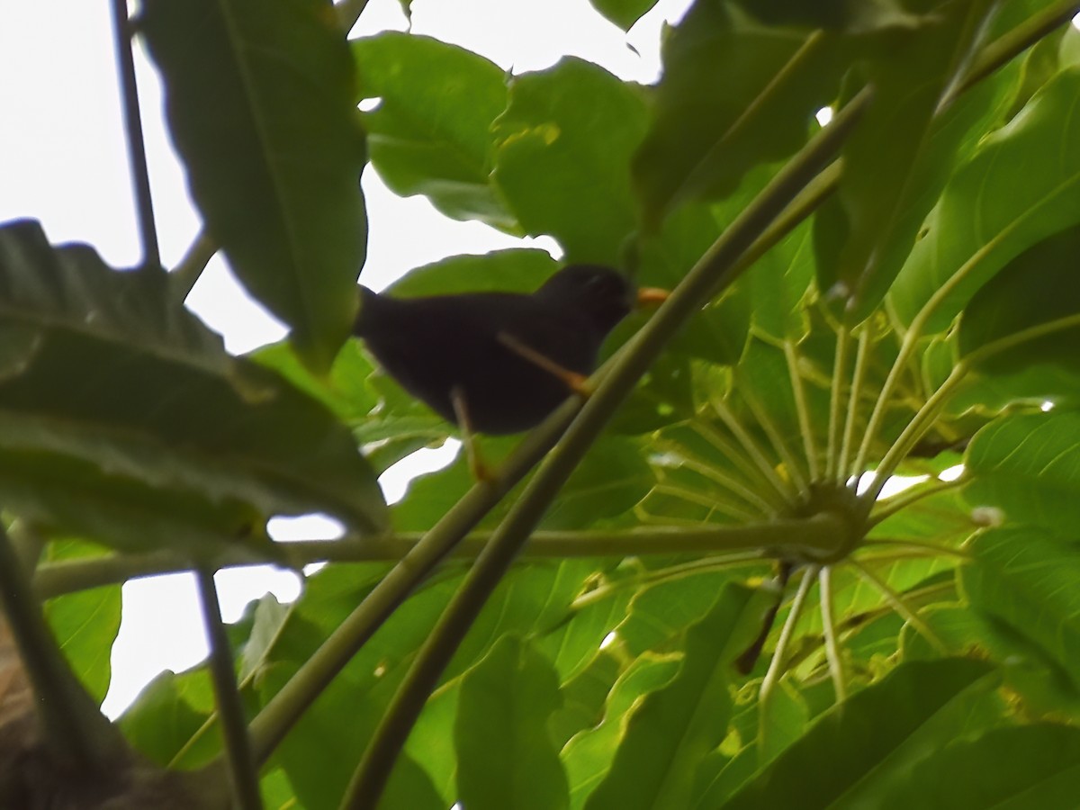 Bougainville Island-Thrush - Turdus bougainvillei - Birds of the World