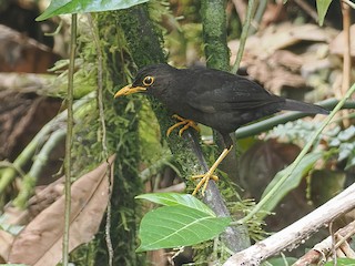 Vanikoro Island-Thrush - Turdus vanikorensis - Birds of the World