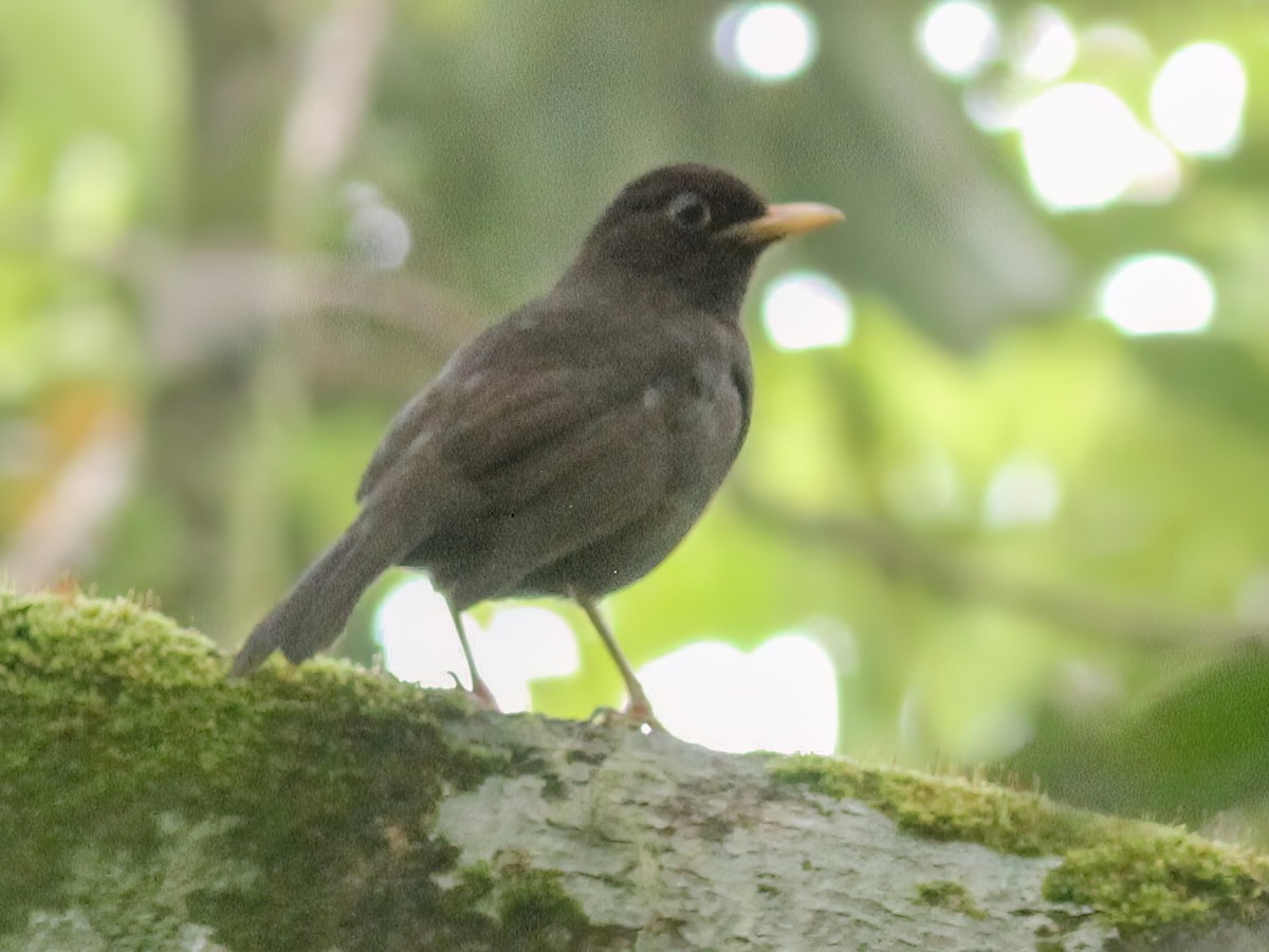 Solomons Island-Thrush - Turdus kulambangrae - Birds of the World
