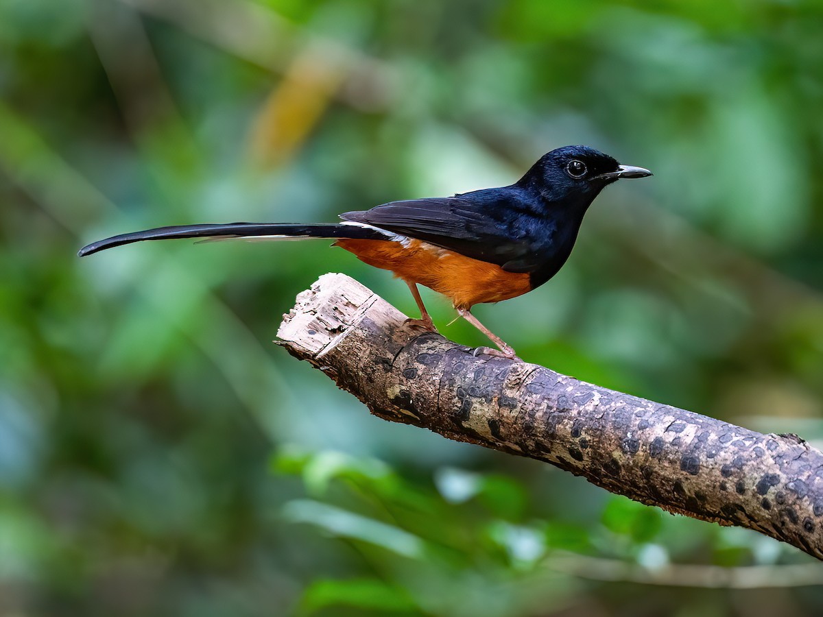 Sri Lankan Shama - Copsychus leggei - Birds of the World