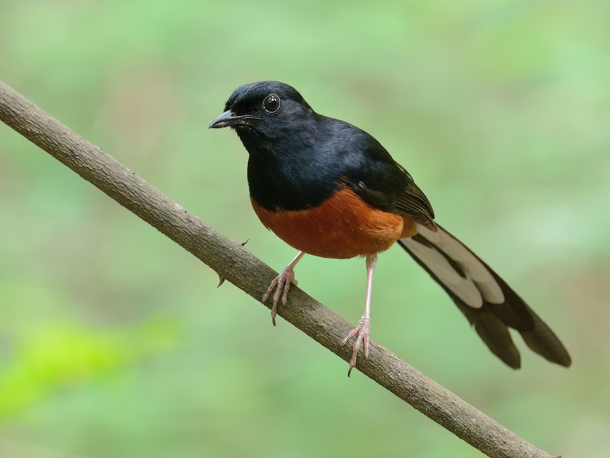 White-rumped Shama - Copsychus malabaricus - Birds of the World