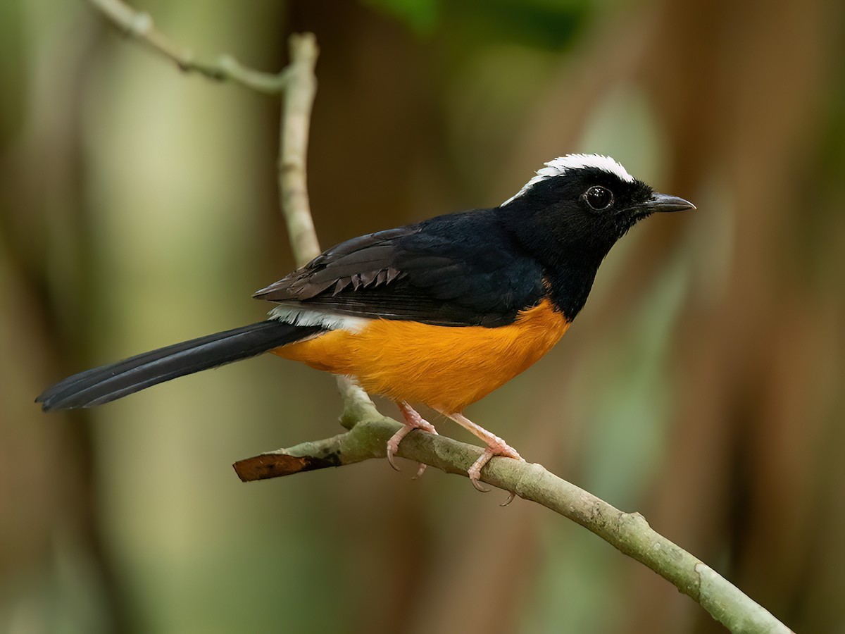 White-crowned Shama - Copsychus stricklandii - Birds of the World