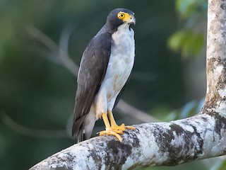 Gray-bellied Hawk - eBird