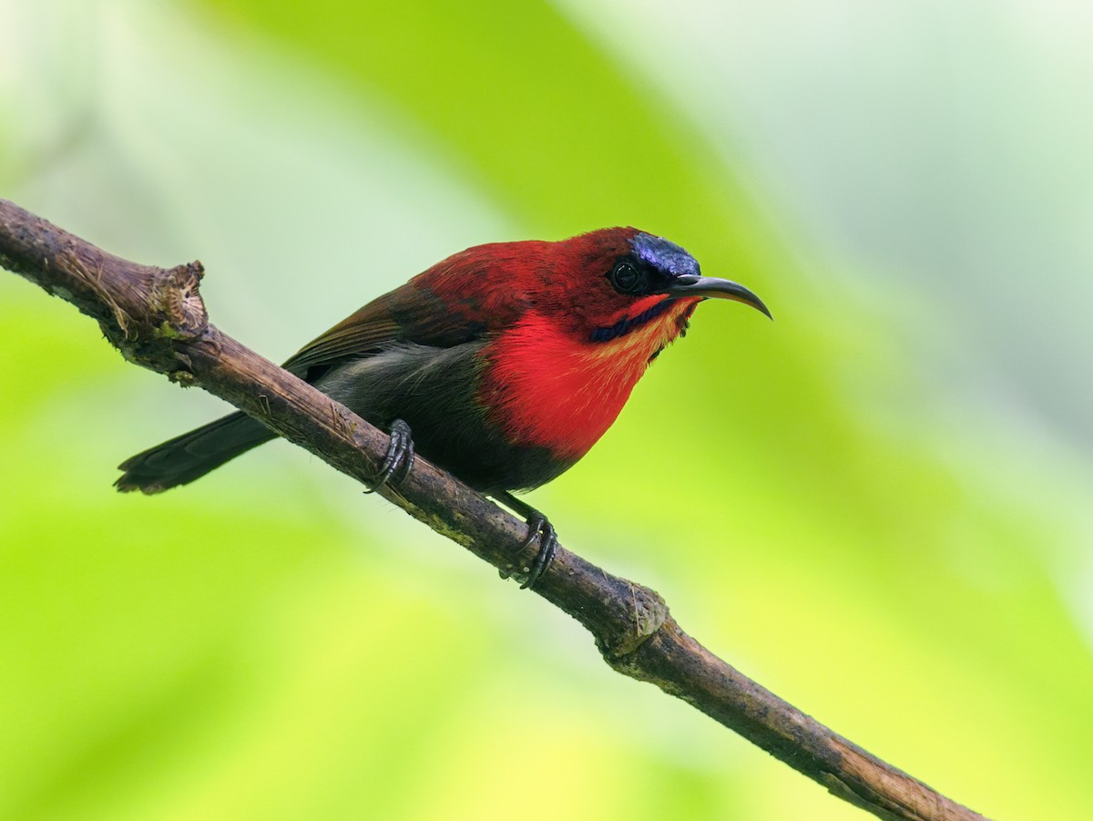 Crimson Sunbird (Sulawesi) - eBird
