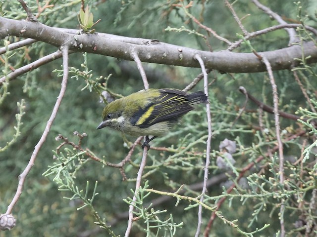 Photos - Green Tinkerbird - Pogoniulus simplex - Birds of the World