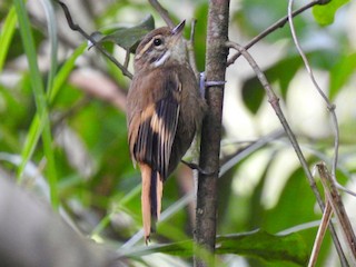 Atlantic Plain-Xenops - eBird
