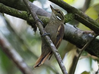 Amazonian Plain-Xenops - eBird