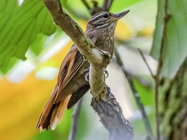 Photos - Amazonian Plain-Xenops - Xenops genibarbis - Birds of the World
