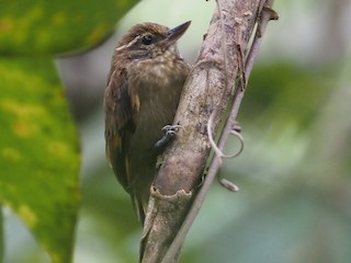 Amazonian Plain-Xenops - eBird