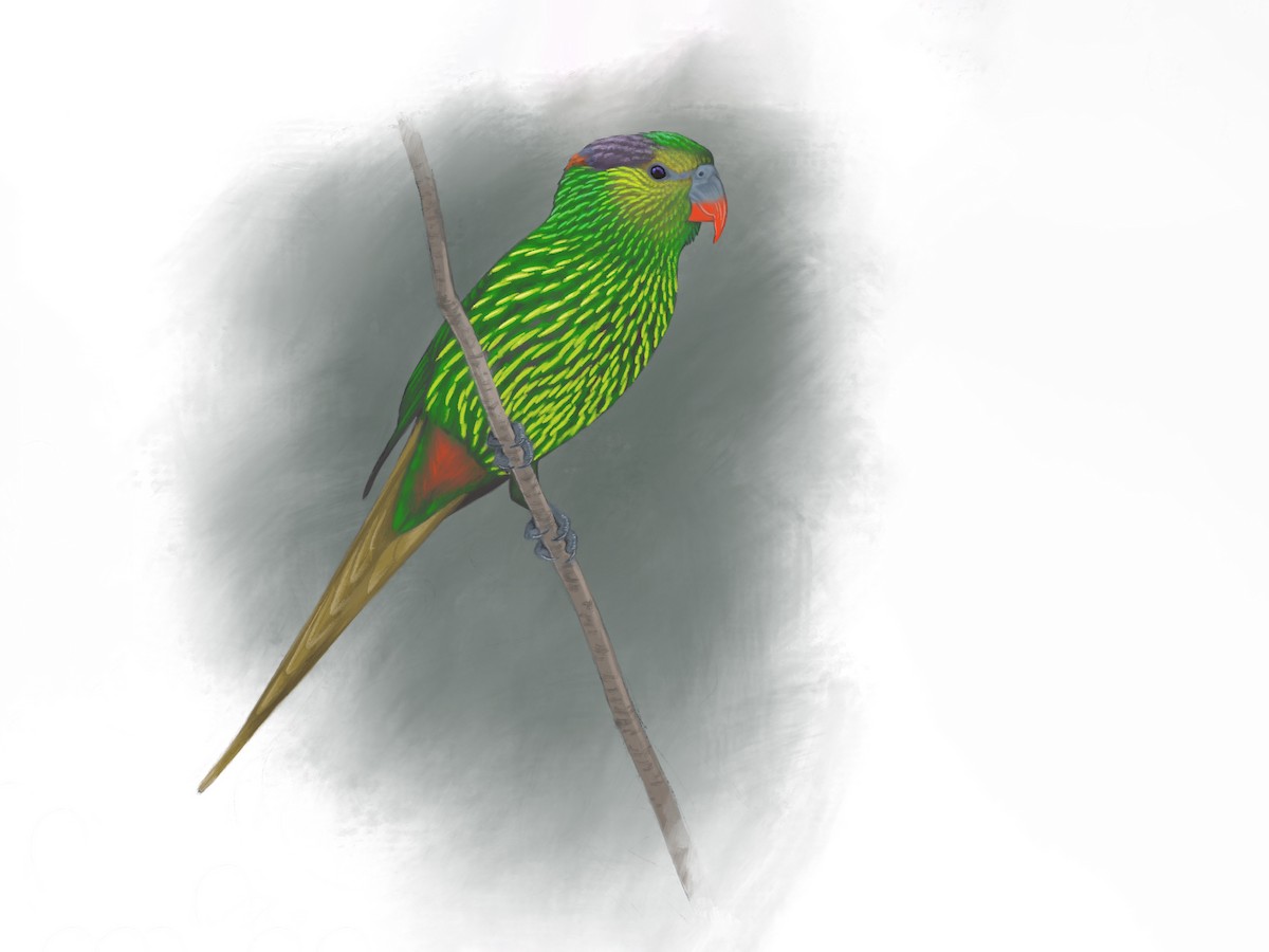 Striated Lorikeet - Charmosyna multistriata - Birds of the World