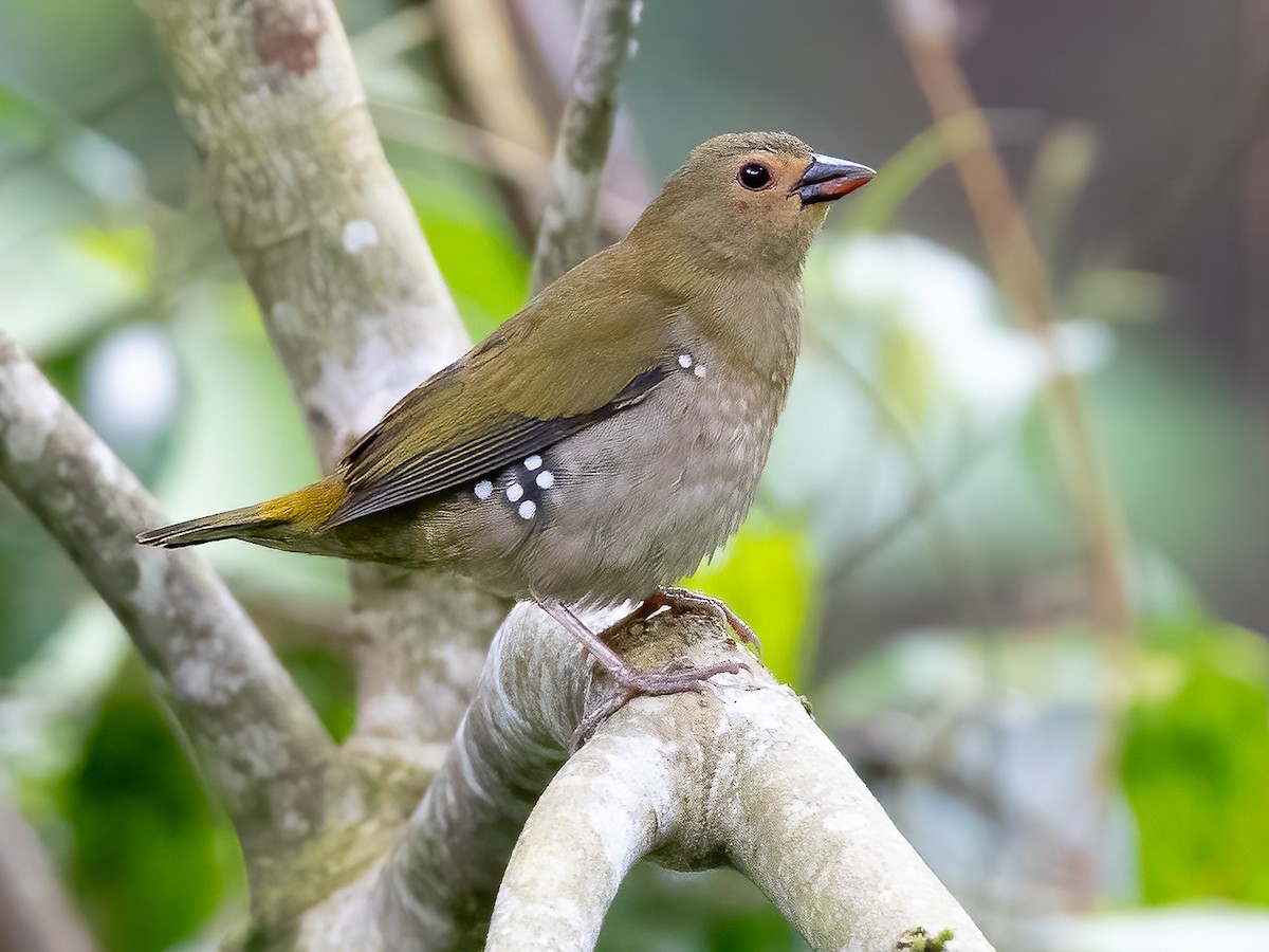 Green-backed Twinspot - Mandingoa nitidula - Birds of the World