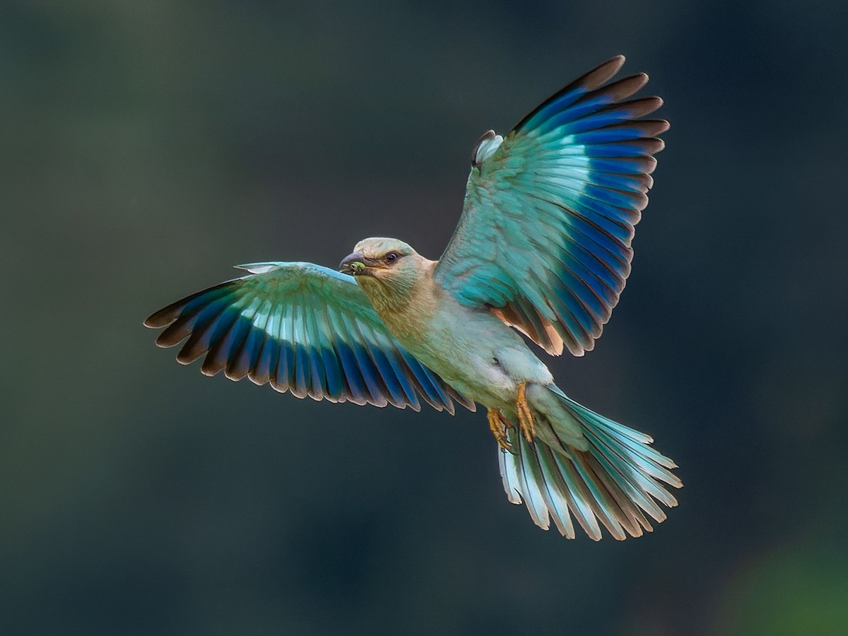 European Roller - Coracias garrulus - Birds of the World