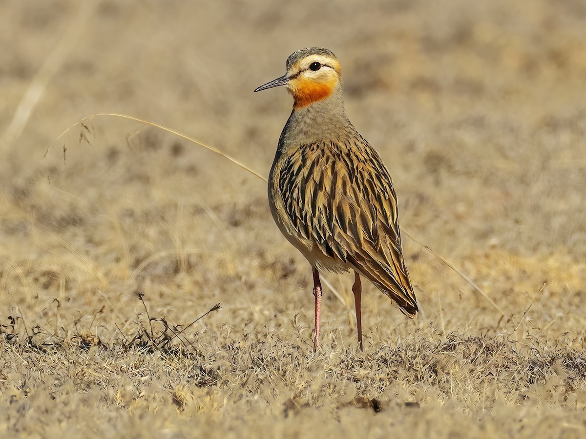 Tawny-throated Dotterel - Oreopholus ruficollis - Birds of the World