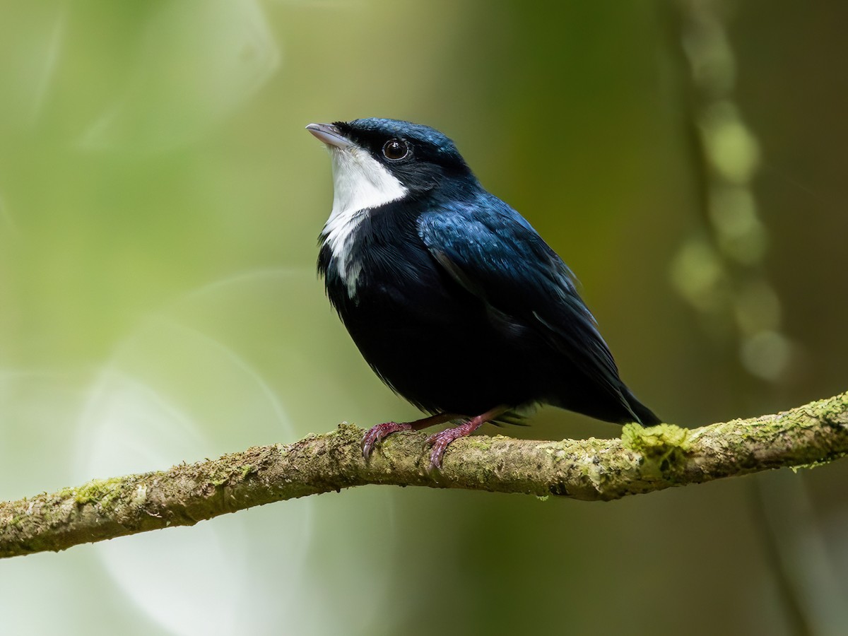 White-throated Manakin - Corapipo gutturalis - Birds of the World