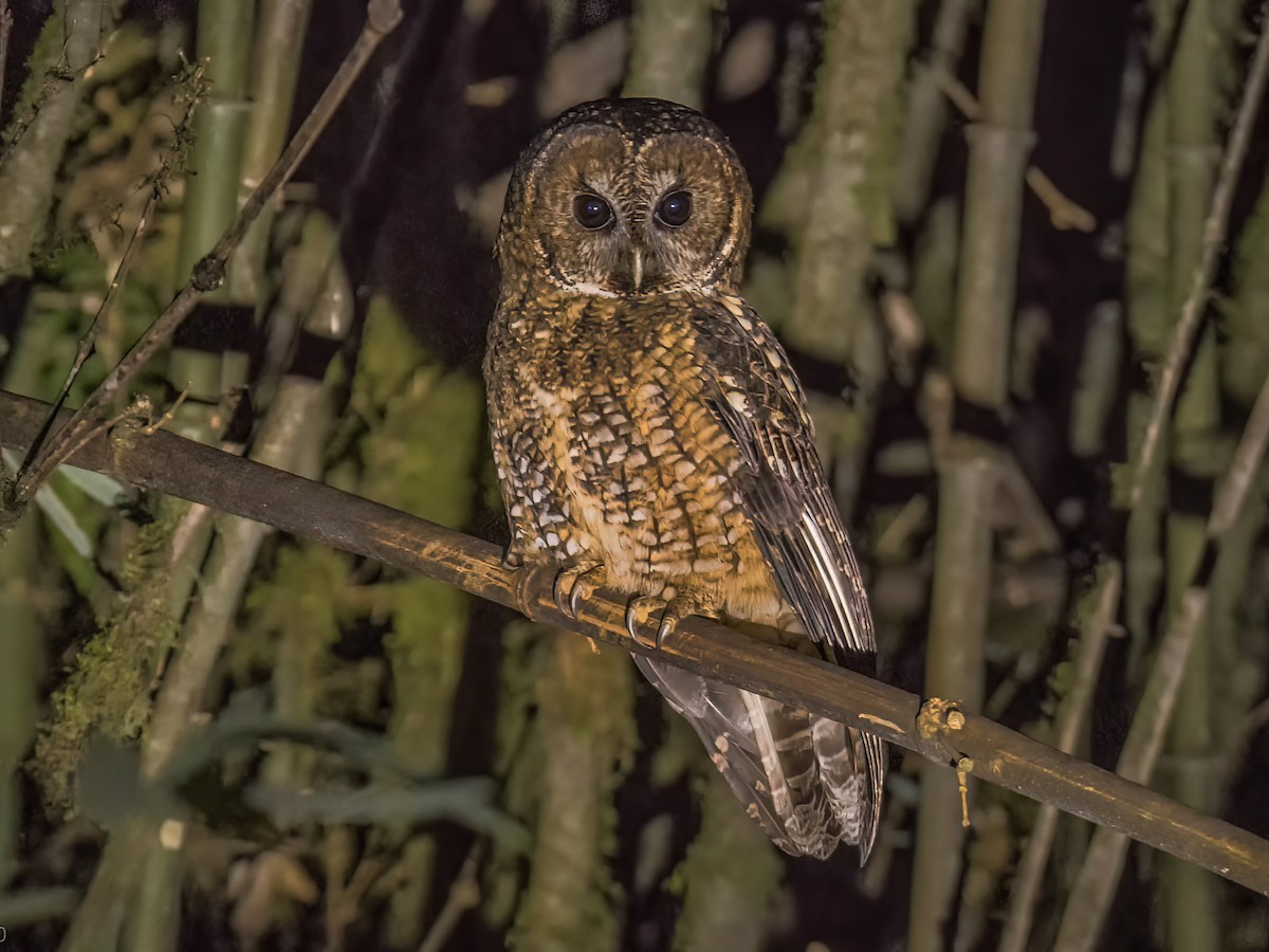 Himalayan Owl - Strix nivicolum - Birds of the World