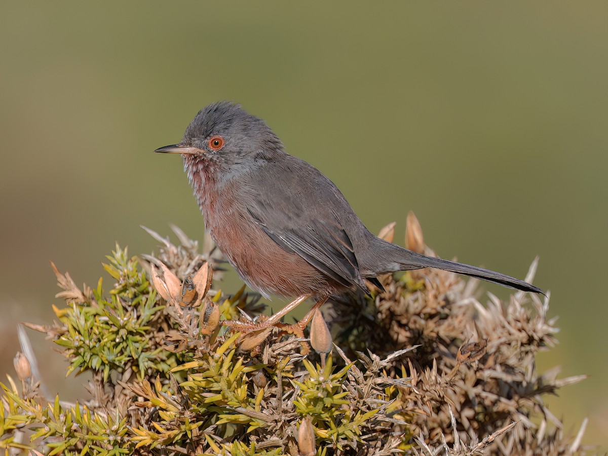 Dartford Warbler - Curruca undata - Birds of the World
