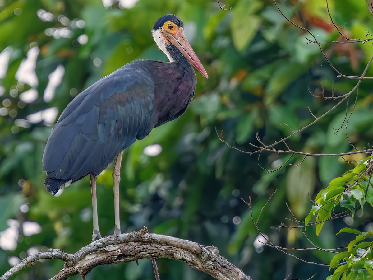 Storm's Stork - Ciconia stormi - Birds of the World