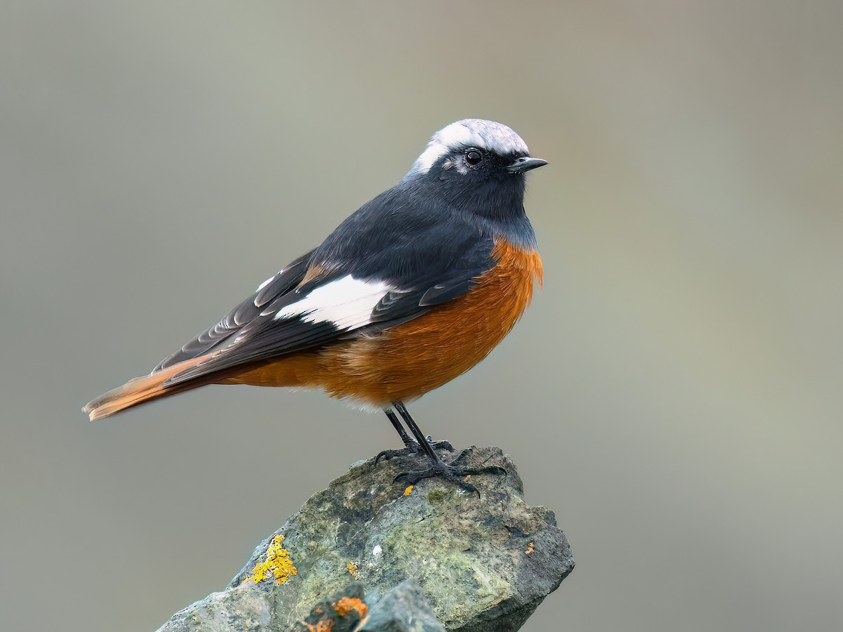 White-winged Redstart - Phoenicurus erythrogastrus - Birds of the World