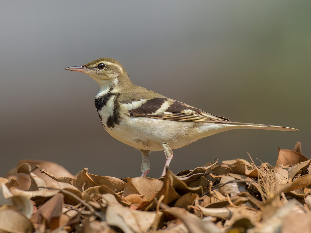 Forest Wagtail - Dendronanthus indicus - Birds of the World