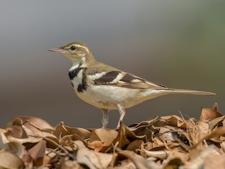 Forest Wagtail - Dendronanthus indicus - Birds of the World