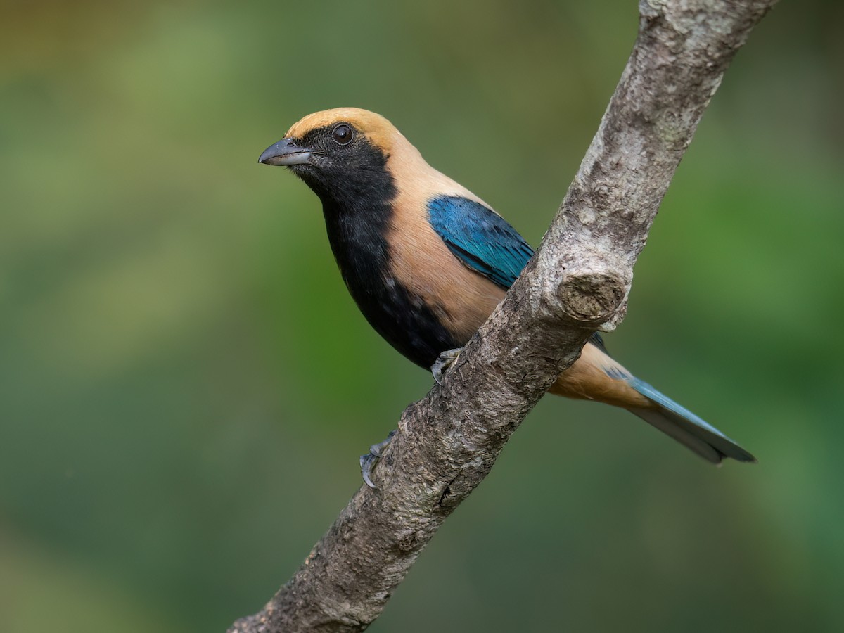 Burnished-buff Tanager - Stilpnia cayana - Birds of the World