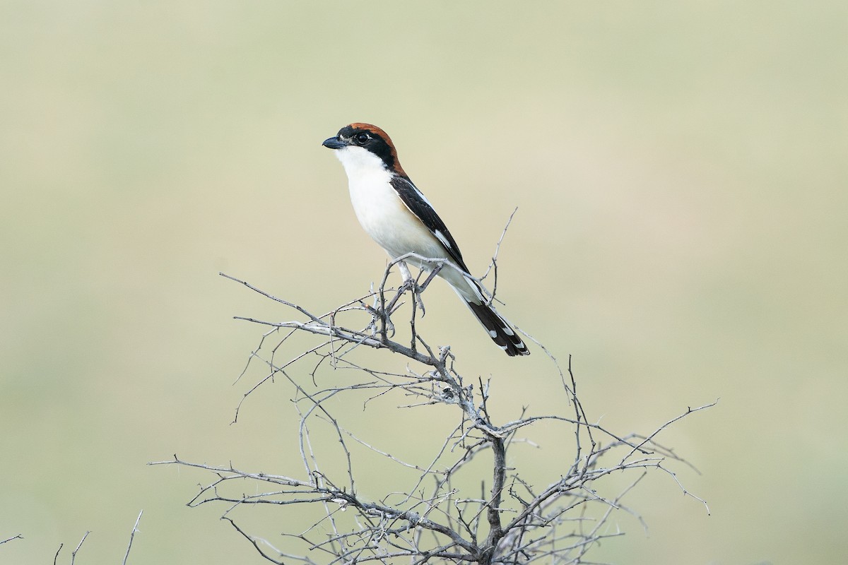Alcaudón Común (del Cáucaso) - eBird