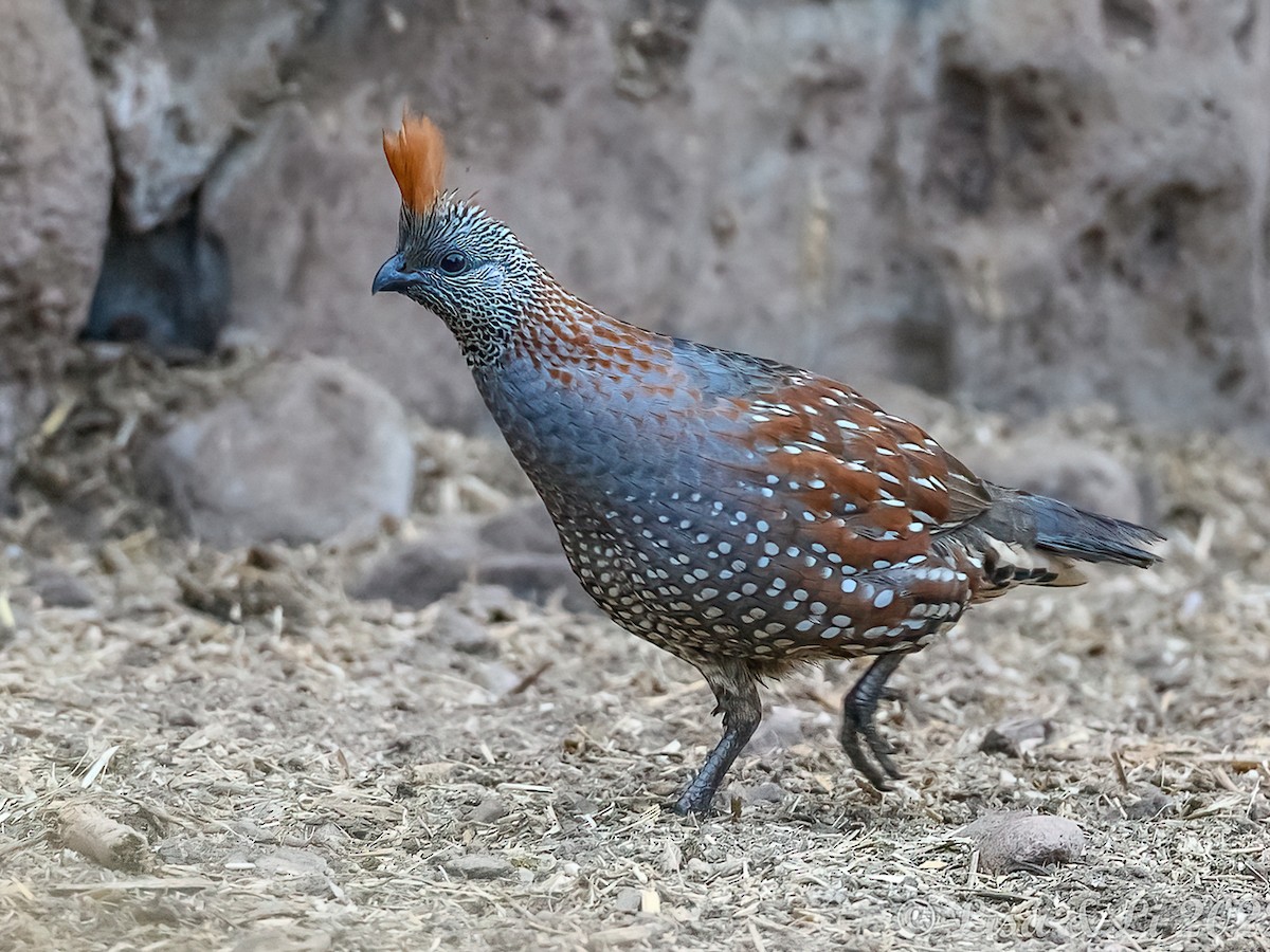Elegant Quail - Callipepla douglasii - Birds of the World