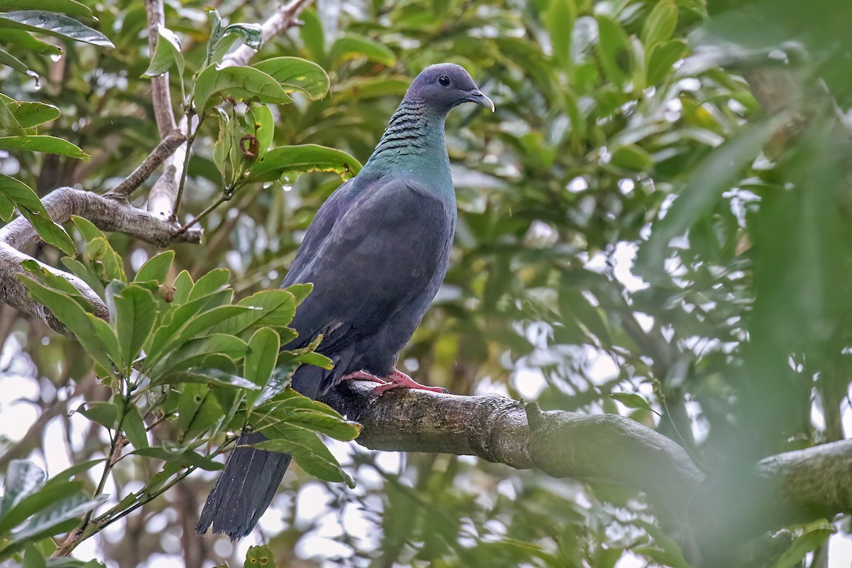 Black Wood-Pigeon - Columba janthina - Birds of the World