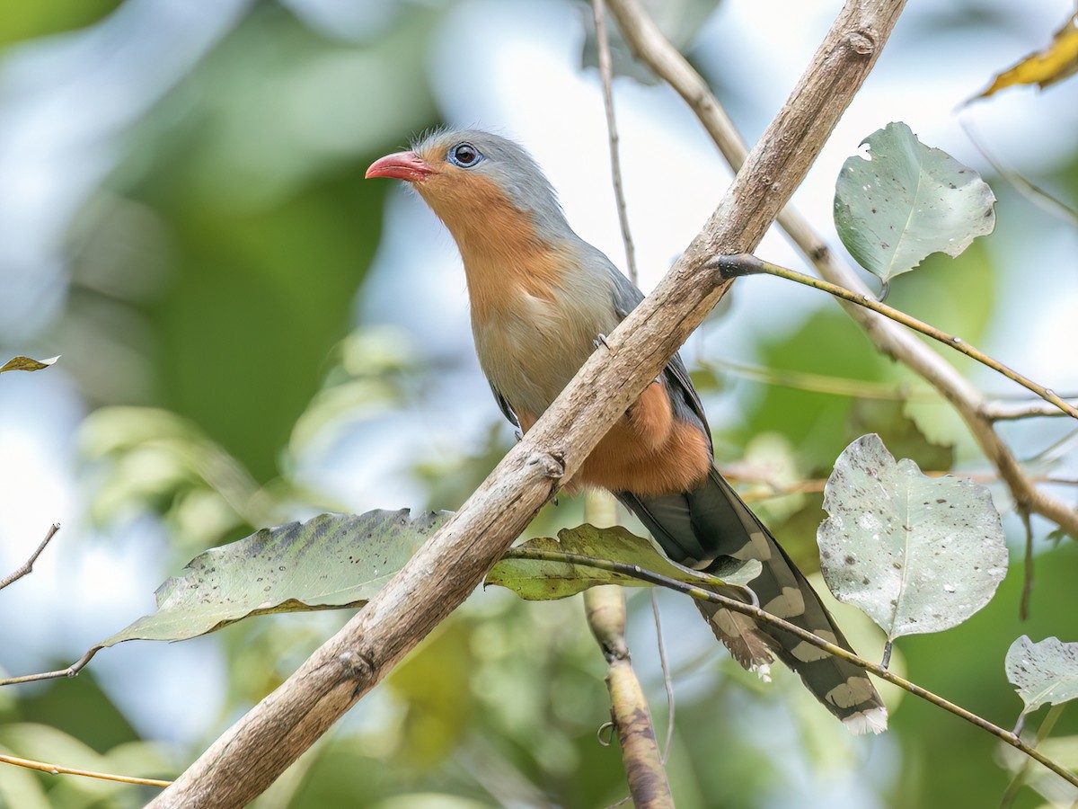 Red-billed Malkoha - Zanclostomus javanicus - Birds of the World