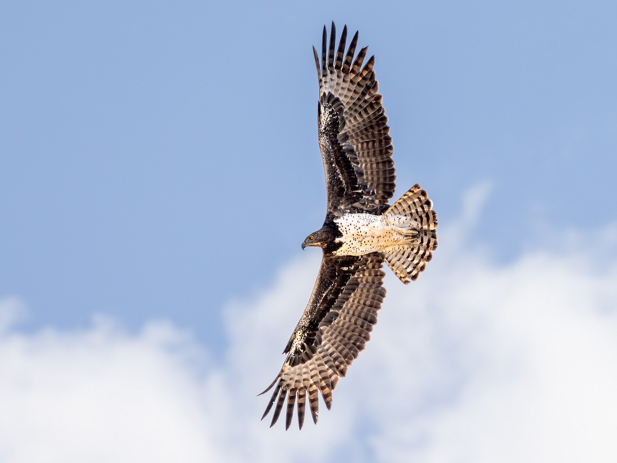 Martial Eagle Meet The Martial Eagle: One Of Africa's Mightiest Raptor