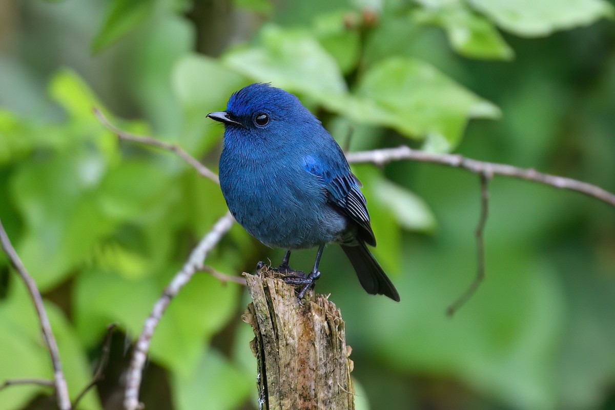 Nilgiri Flycatcher - Eumyias albicaudatus - Birds of the World